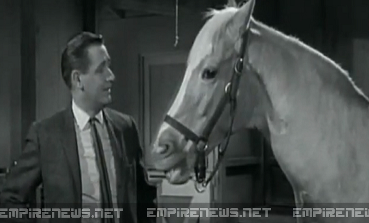 Classic Sitcom Talking Horse ‘Mr. Ed’ Disappears From Taxidermy Museum ...